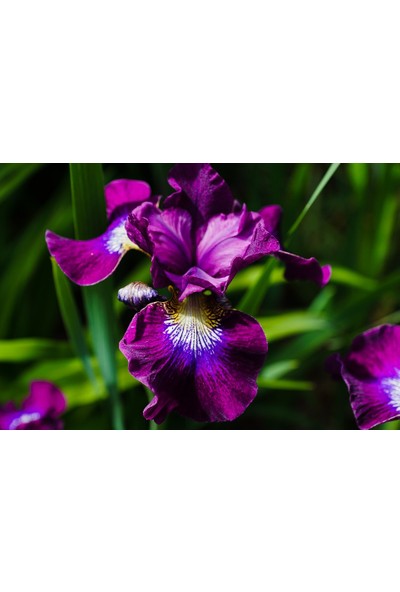 Kamondo Tohum 2 Adet Ihtal Özel Renk Iris (Süsen) Çiçek Soğanı Kamondo Tohum 2 Adet Ihtal Özel Renk Iris (Süsen) Çiçek Soğanı