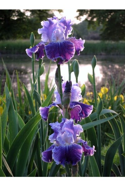 Kamondo Tohum 2 Adet Koyu Kenar Iris (Süsen) Çiçek Soğanı Kamondo Tohum 2 Adet Koyu Kenar Iris (Süsen) Çiçek Soğanı