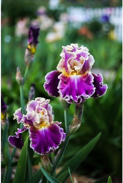 Kamondo Tohum 2 Adet Lila Fırfır Iris (Süsen) Çiçek Soğanı Kamondo Tohum 2 Adet Lila Fırfır Iris (Süsen) Çiçek Soğanı