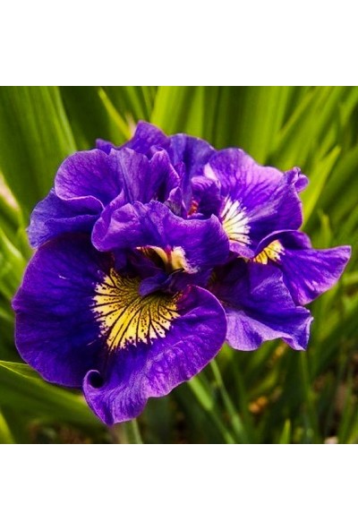 Kamondo Tohum 2 Adet Cornyellow Renk Iris (Süsen) Çiçek Soğanı Kamondo Tohum 2 Adet Cornyellow Renk Iris (Süsen) Çiçek Soğanı