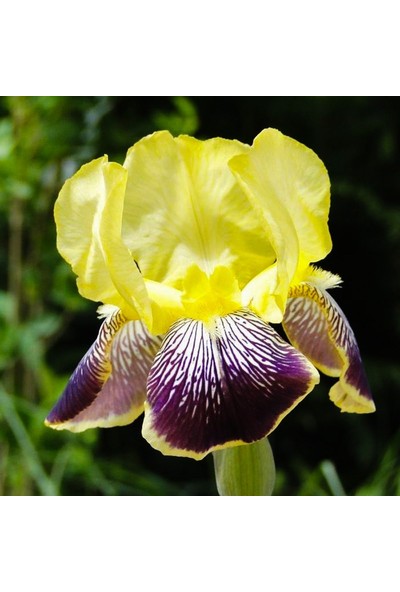 Kamondo Tohum 2 Adet Koyu Kenar Iris (Süsen) Çiçek Soğanı Kamondo Tohum 2 Adet Koyu Kenar Iris (Süsen) Çiçek Soğanı