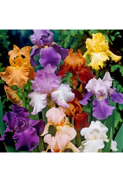 Kamondo Tohum 10 Adet Karışık Renkli Süsen Çiçeği Soğanı