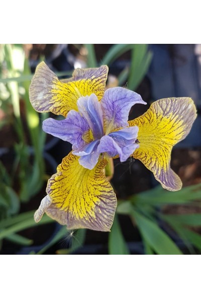 Kamondo Tohum 3 Adet Özel Renkli Süsen Çiçeği Soğanı