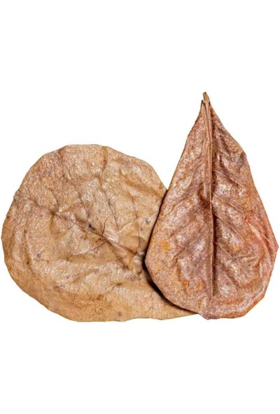 Mesmerizing Shopp Mesmerizingshopp Çatappa Yaprağı Xxl Boy 3 Adet Doğal Çatappa