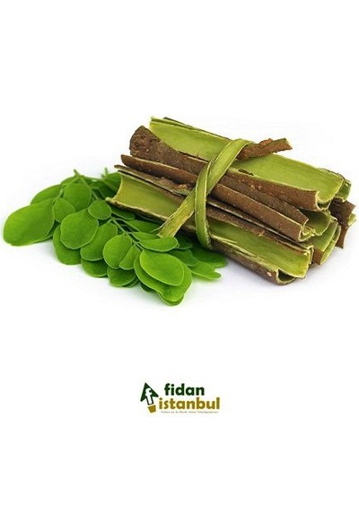 Moringa Fidanı Moringa Oleifera, 20-30 Cm, Saksıda Moringa Fidanı Moringa Oleifera, 20-30 Cm, Saksıda