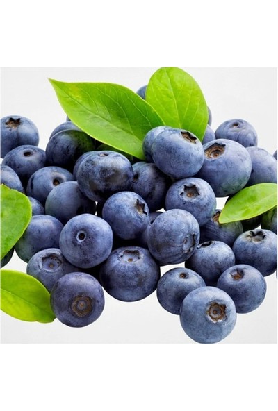 Taze Dükkan Yaban Mersini (Blueberry, Likapa) 500 gr Taze Dükkan Yaban Mersini (Blueberry, Likapa) 500 gr