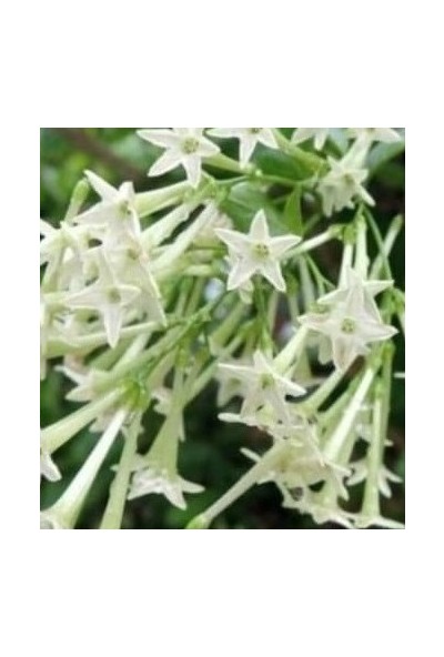 İncim Çiçekçilik ve Fidancılık Melisa Çiçeği İncim Çiçekçilik ve Fidancılık Melisa Çiçeği