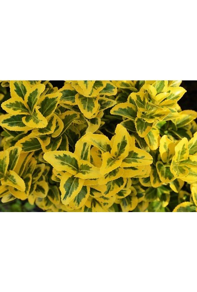 Lala Ahmet Botanik 35 Adet Gold Taflan (Altuni Taflan) Fidesi, Küçük Tüp Torbalarda Lala Ahmet Botanik 35 Adet Gold Taflan (Altuni Taflan) Fidesi, Küçük Tüp Torbalarda