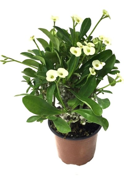 Biorganix Saksılı Sarı Dikenler Tacı Japon Iğnesi Euphorbia Milii 5-15 Cm