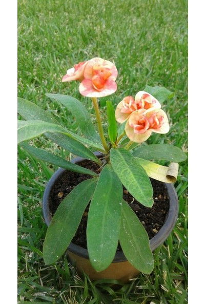 Biorganix Saksılı Ebruli Dikenler Tacı Japon Iğnesi Euphorbia Milii 5-15 Cm