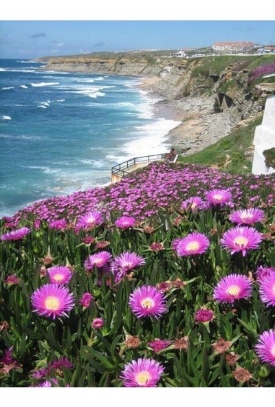 Biorganix Saksılı Kaz Ayağı Çiçeği Fidanı 10-20 Cm Biorganix Saksılı Kaz Ayağı Çiçeği Fidanı 10-20 Cm