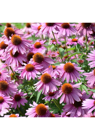 Tunç Botanik Ekinezya Fidesi 3 Adet Koni Çiçeği Echinacea Purpurea Tunç Botanik Ekinezya Fidesi 3 Adet Koni Çiçeği Echinacea Purpurea