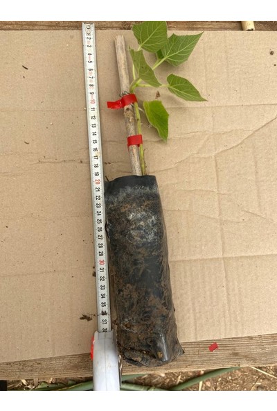 Akcaalan Tüplü Yoğun Kokulu Paulownia Tomentosa Fidanı 10 - 30 Akcaalan Tüplü Yoğun Kokulu Paulownia Tomentosa Fidanı 10 - 30