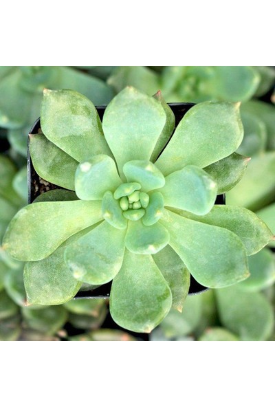 Echeveria 'blue Wren' Sukulent Tohumu Echeveria 'blue Wren' Sukulent Tohumu