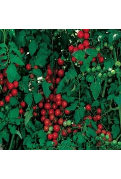 Sweetie Domates Tohumu Sweetie Domates Tohumu