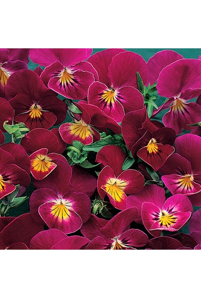 Viola Hybrida 'rose Shades' Çiçek Tohumu