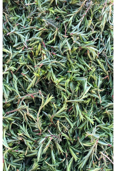Antakya Yöresel Taze Kekik 100 gr Antakya Yöresel Taze Kekik 100 gr