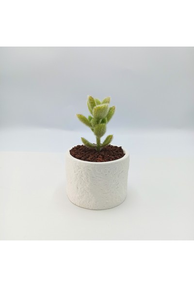 Glaze Mud Saksıda Sukulent Çiçek