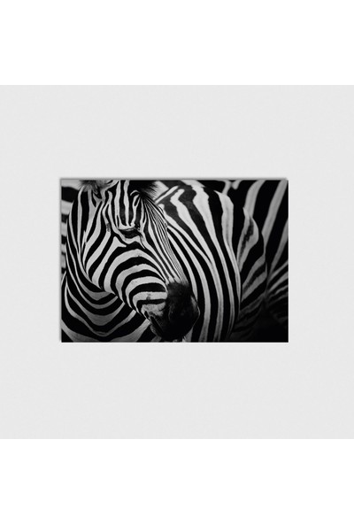 Domiruss Zebra - Çerçevesiz Poster Duvar Dekorasyon
