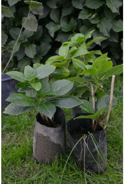 Fi-Dans 7 Adet Tüplü Karışık Renk Ortanca Çiçeği Yeni Dikim