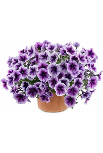 Fi-Dans 3 Adet Tüplü Mor Petunya Çiçeği Fi-Dans 3 Adet Tüplü Mor Petunya Çiçeği