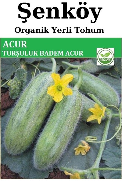 Şenköy Yerli Badem Acur Salatalık Tohumu Doğal Ata Köy Turşuluk Hıyar Tohumu Pakette 10 gr 350 Tohum Şenköy Yerli Badem Acur Salatalık Tohumu Doğal Ata Köy Turşuluk Hıyar Tohumu Pakette 10 gr 350 Tohum