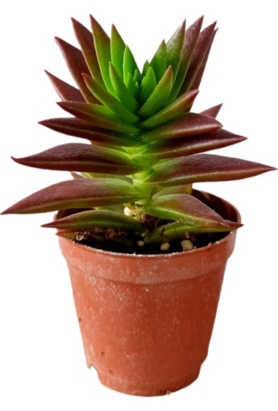 SMY Crassula Capitella Red Pagoda Sukulent 5,5 cm Saksıda