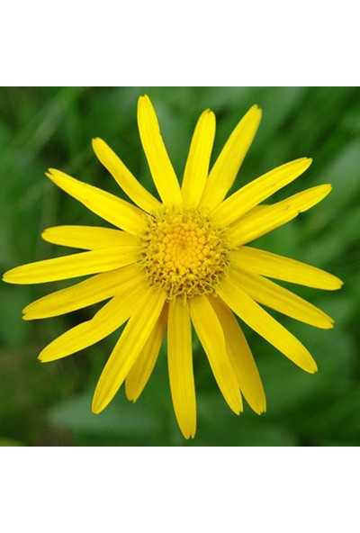 Hediyelikler Shop Arnica Montana Çiçek Tohumu