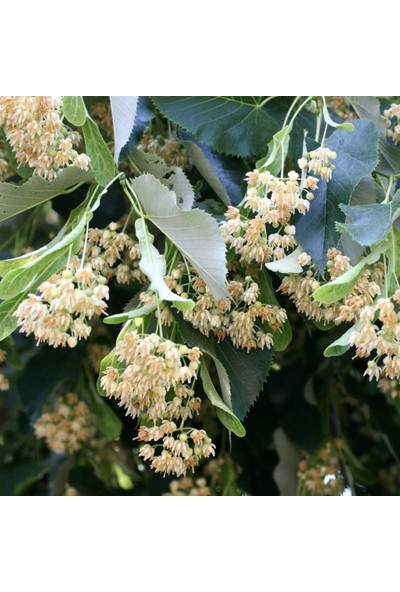 Evve Bahce Tüplü Ihlamur Fidanı