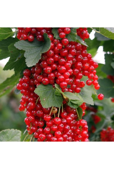 Evve Bahce Tüplü Kokulu Kırmızı Frenk Üzümü Fidanı