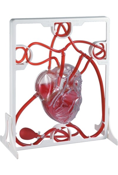 Edu Toys Hızlı - Pompalamalı Kalp Modeli 3 Boyutlu