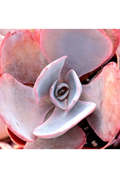 Echeveria 'afterglow' [fragile Leaves] Sukulent Tohumu