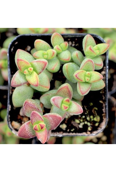 Hediyelikler Shop Crassula Rupestris V. Monticola Sukulent Tohumu