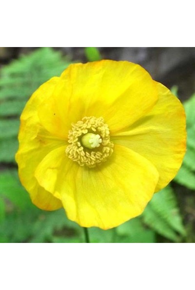 Hediyelikler Shop Meconopsis Cambrica Yellow Çiçek Tohumu