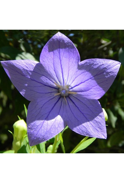 Hediyelikler Shop Platycodon Grandiflorus Çiçek Tohumu