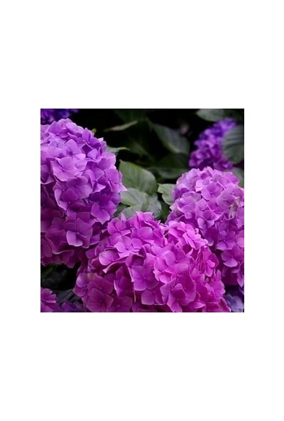 Estemes Botanik Mor Ortanca Çiçeği Fidanı Saksılı