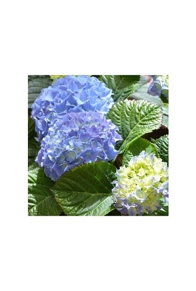 Estemes Botanik Mavi Ortanca Çiçeği Fidanı Saksılı