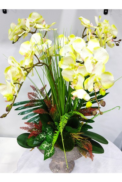 Babil Çiçek Mağazası Babil Çiçek Krem Rengi Orkide