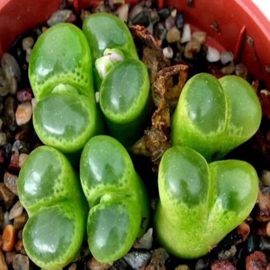 Hediyelikler Shop Conophytum Limpidum Sukulent Tohumu Fiyatı