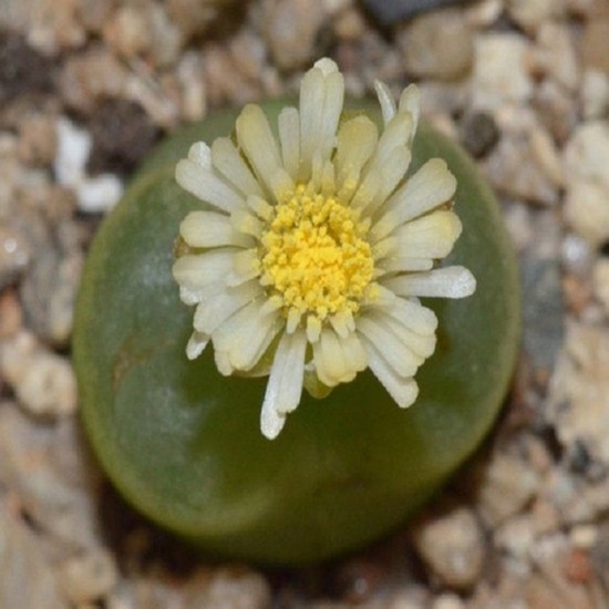 Hediyelikler Shop Conophytum Maughanii Ssp Latum Sukulent Fiyatı