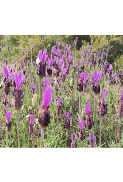 Karabaş Otu Karabaş Otu