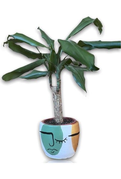 Cabella Home Surat Desenli Beton Dekoratif Çiçek Saksısı