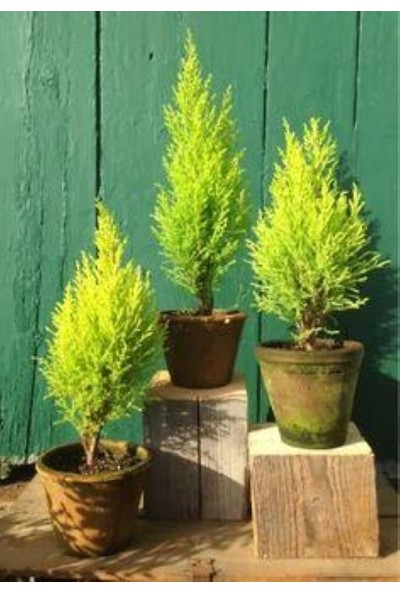SERVET GARDEN Limoni Servi Çam Ağacı Fidanı 50/60CM SERVET GARDEN Limoni Servi Çam Ağacı Fidanı 50/60CM