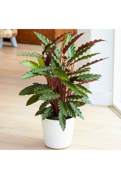 SERVET GARDEN Kalatya Calathea Rufibarba (Dua Çiçeği) SERVET GARDEN Kalatya Calathea Rufibarba (Dua Çiçeği)