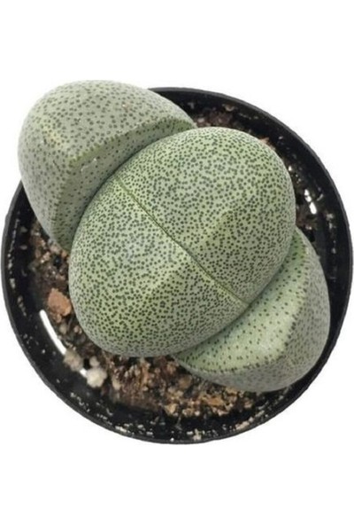 Emin Kaktüs Pleiospilos Neli 6 cm Saksıda