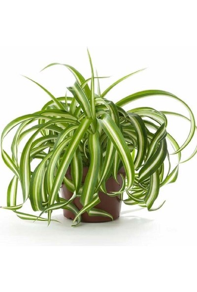 Fidan Merkezi Chlorophytum Comosum Kurdele Çiçeği, 30-50 cm Ev - Ofis Bitkileri Fidan Merkezi Chlorophytum Comosum Kurdele Çiçeği, 30-50 cm Ev - Ofis Bitkileri