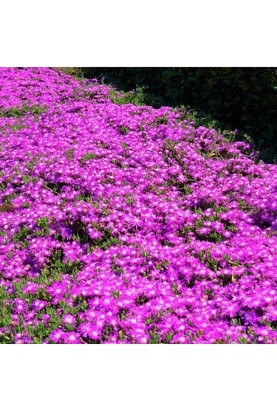 Melek Tohumculuk Acem Halısı Çiçeği Tohumu 100 Tohum