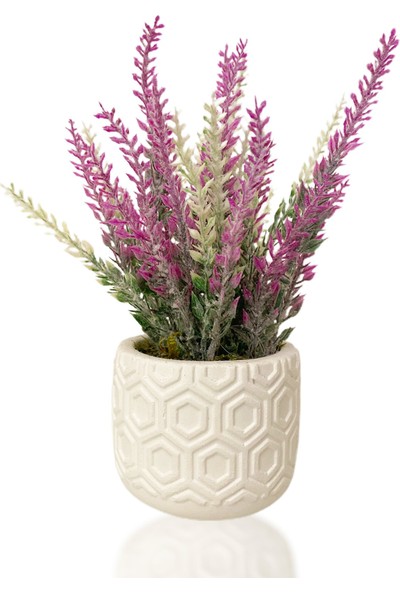 Otantik Beton Saksı Da Fuşya ve Beyaz Lavanta 18 cm