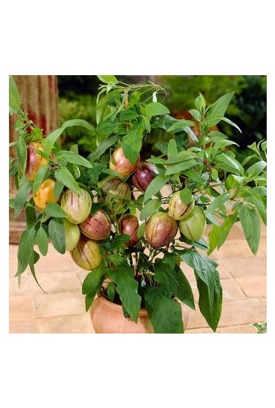 3 Adet Pepino Kavunu Fidanı Çekirdeksiz Kavun Aromalı 35 Gün Sonra Verimm