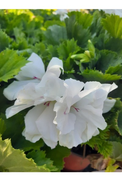 Rüzgar Botanik Beyaz Ceylan Gözü Sardunya Çiçeği Fidanı 10CM-30CM Rüzgar Botanik Beyaz Ceylan Gözü Sardunya Çiçeği Fidanı 10CM-30CM
